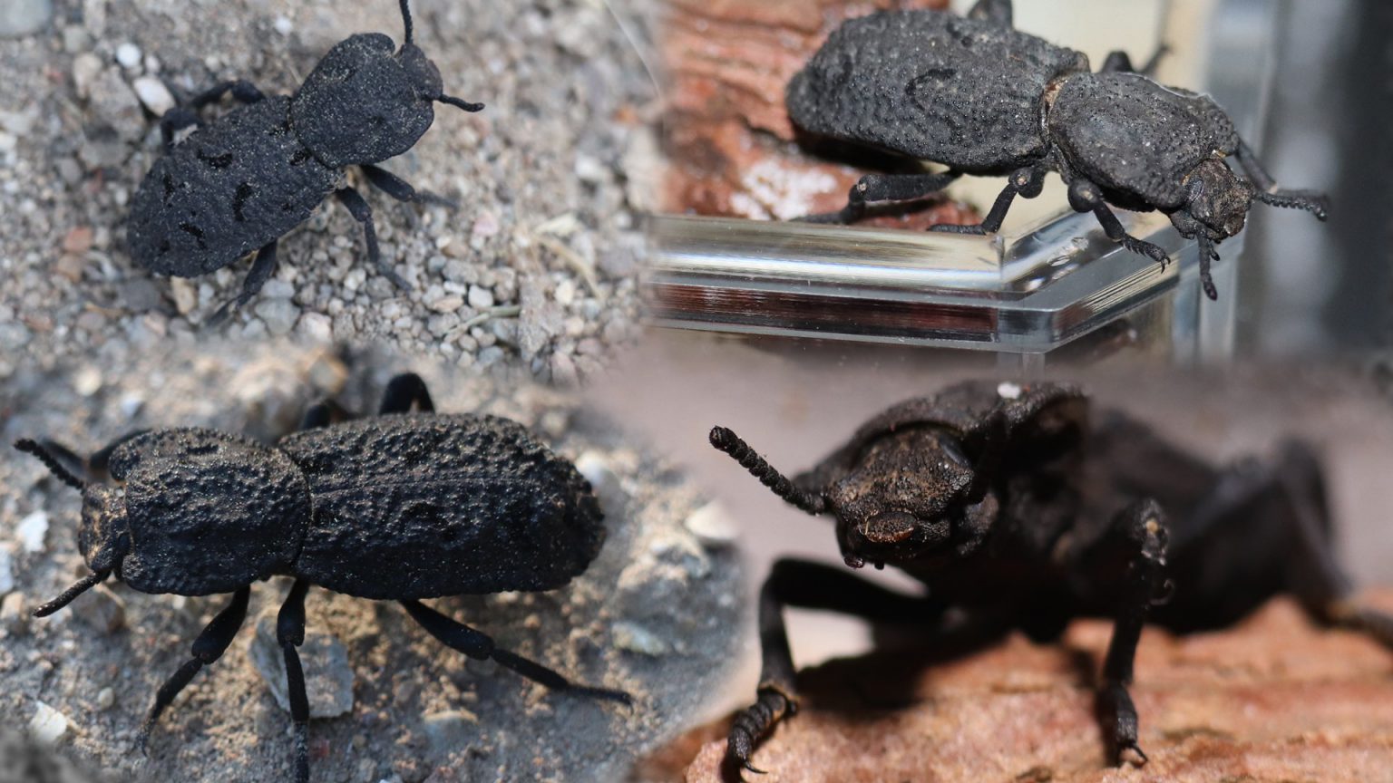 El escarabajo indestructible que sobrevive al atropello de un coche – UTEC